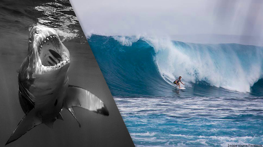 Australian Surfer Dies in Shark Attack