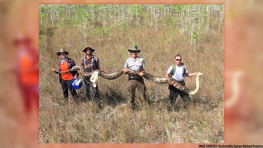 17-Foot Long Python Longer than the Size of a One-Storey Building ...
