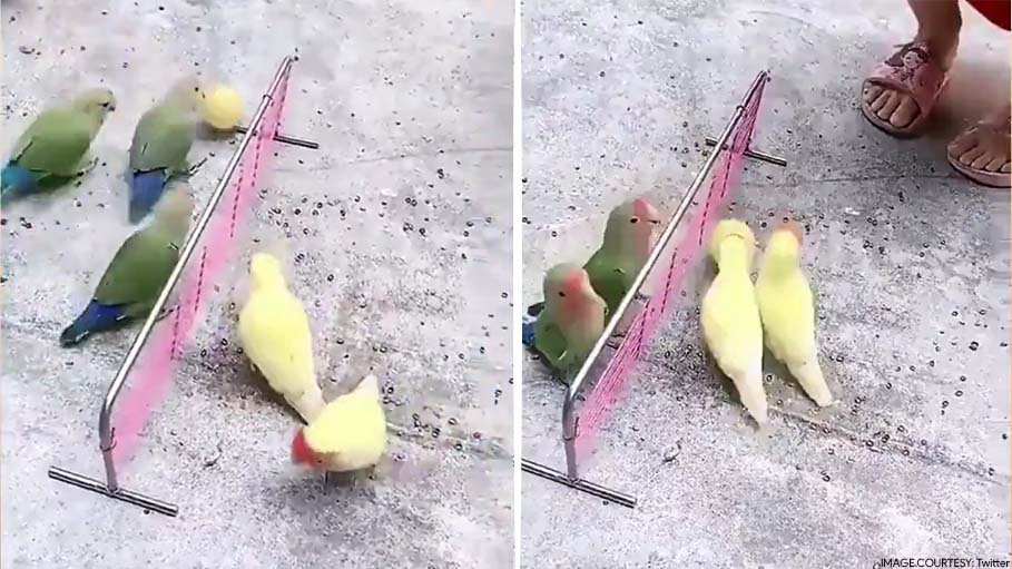 This Video of Little Birds Playing Volleyball Will Surely Make Your Day