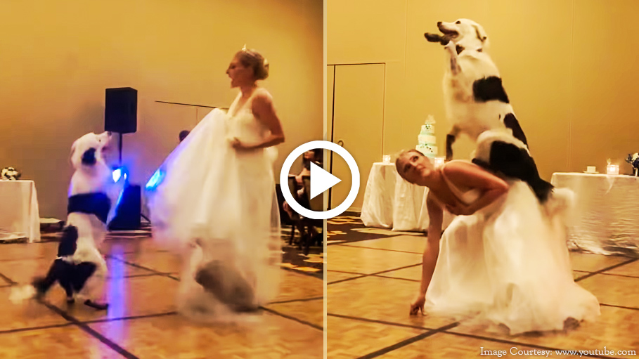 Bride Dances with Her dog on Her Wedding, Video Goes Viral