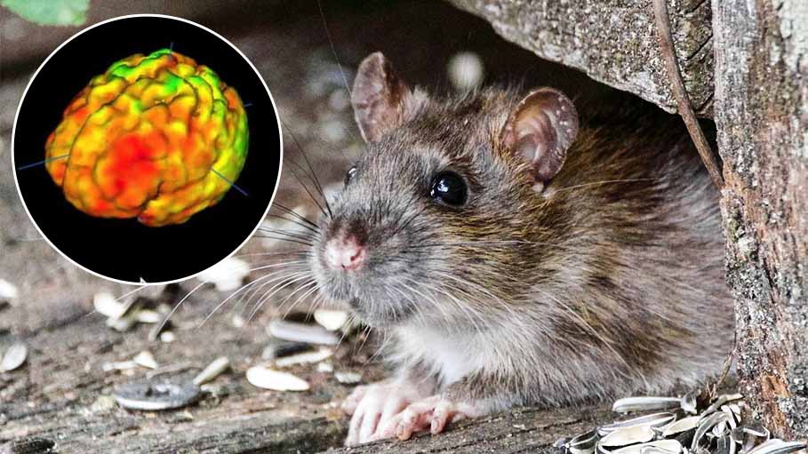Human Brain Cells Implanted in Rats to Study Schizophrenia and Autism