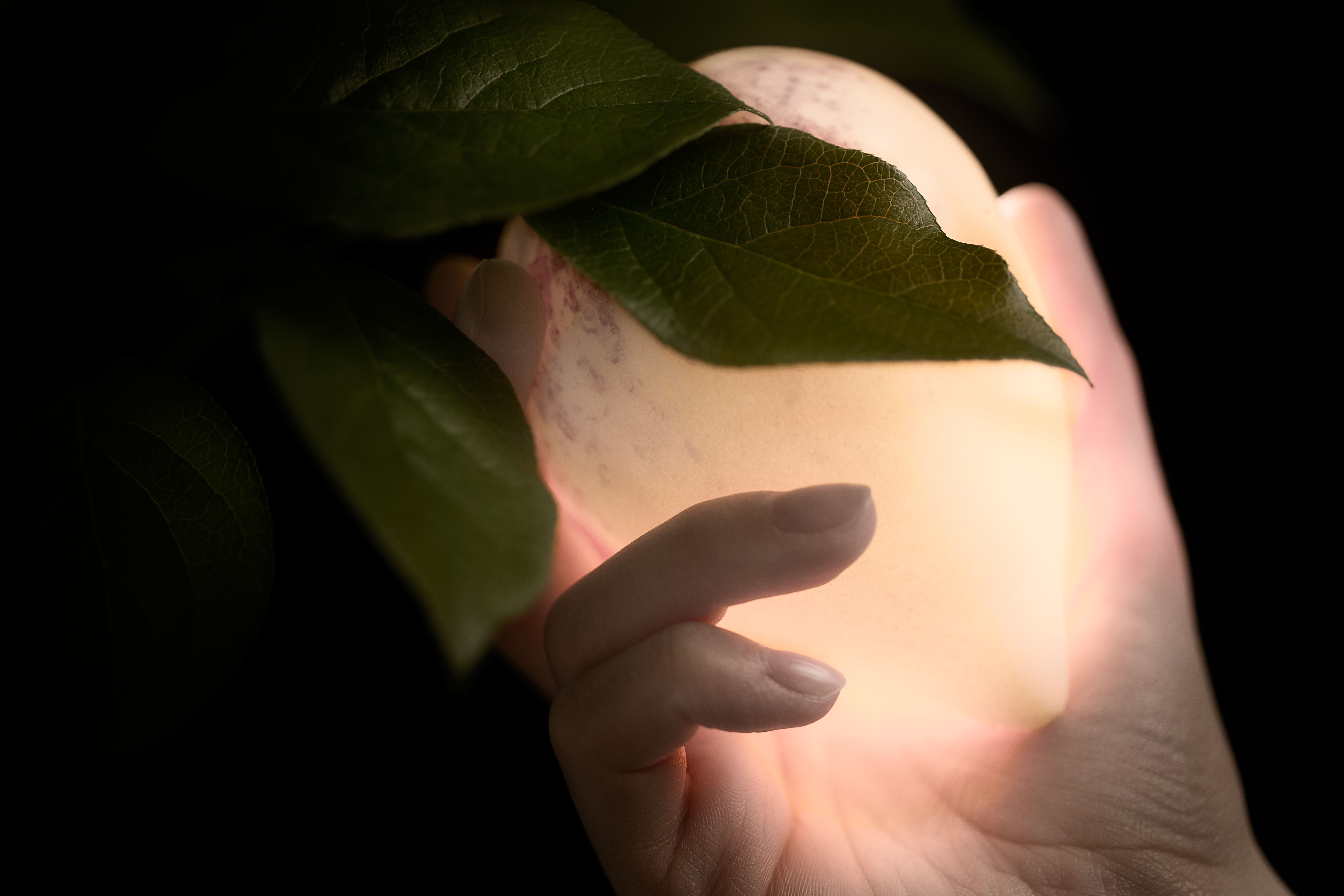 Fruit of the Tree of Life | ScriptureCentral