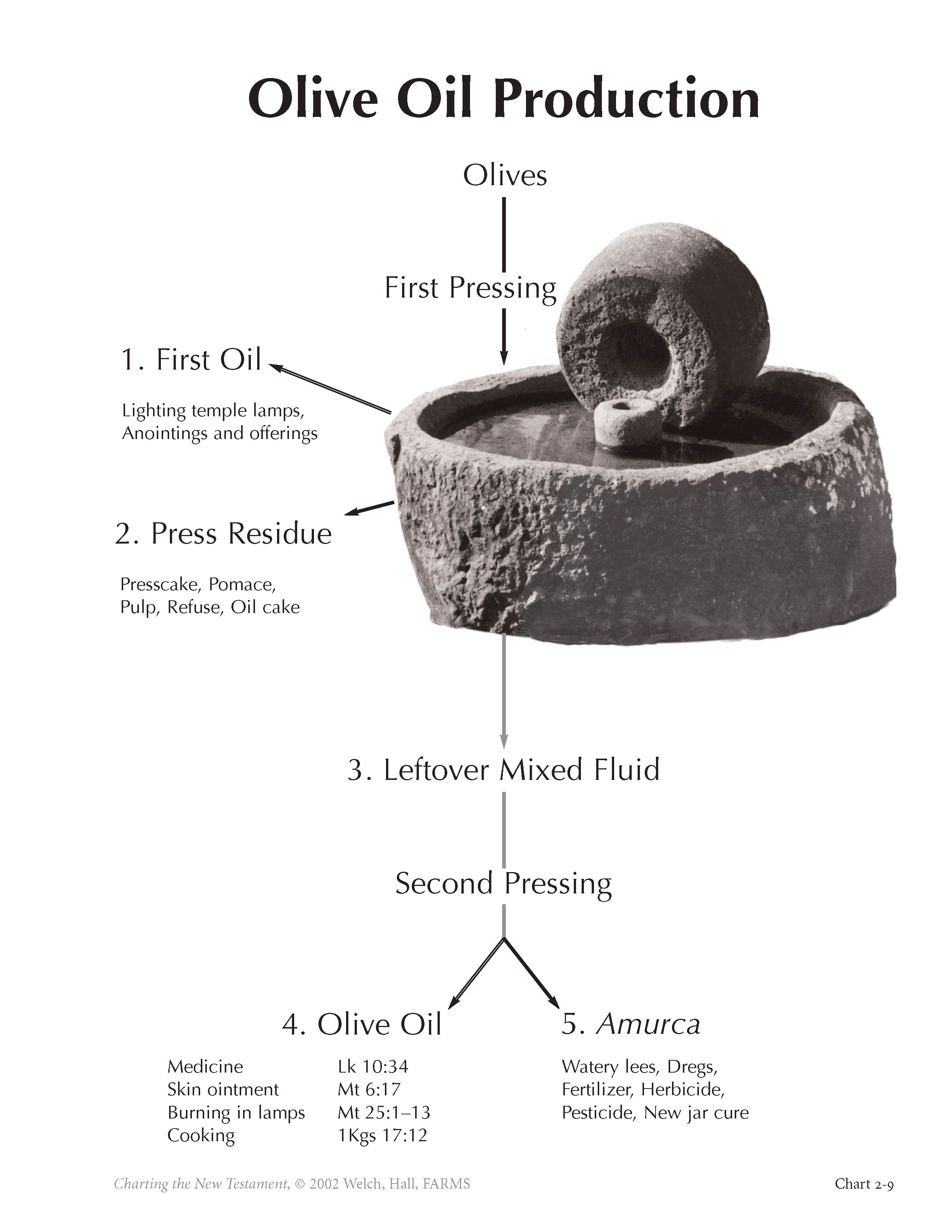 Olive Oil Production | ScriptureCentral