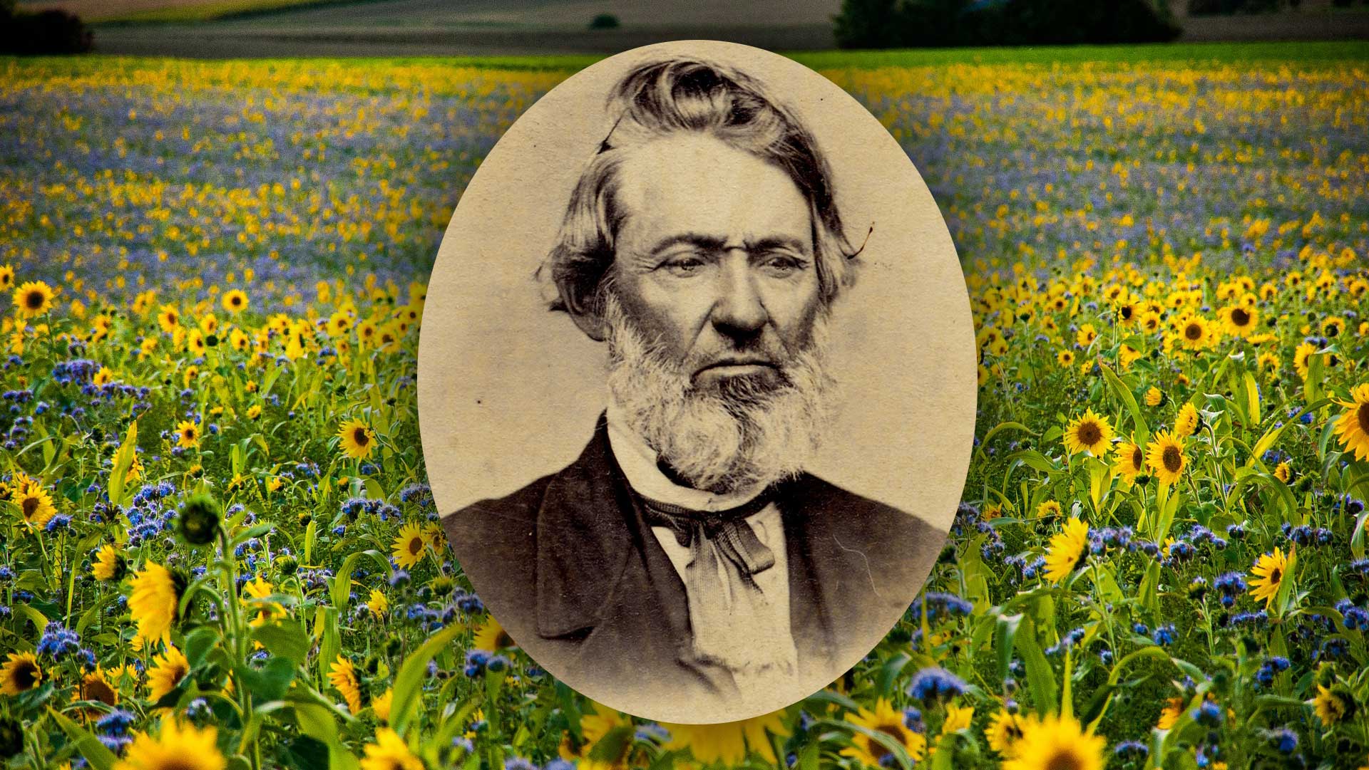 Why Did William E. McLellin Call the Book of Mormon the “App