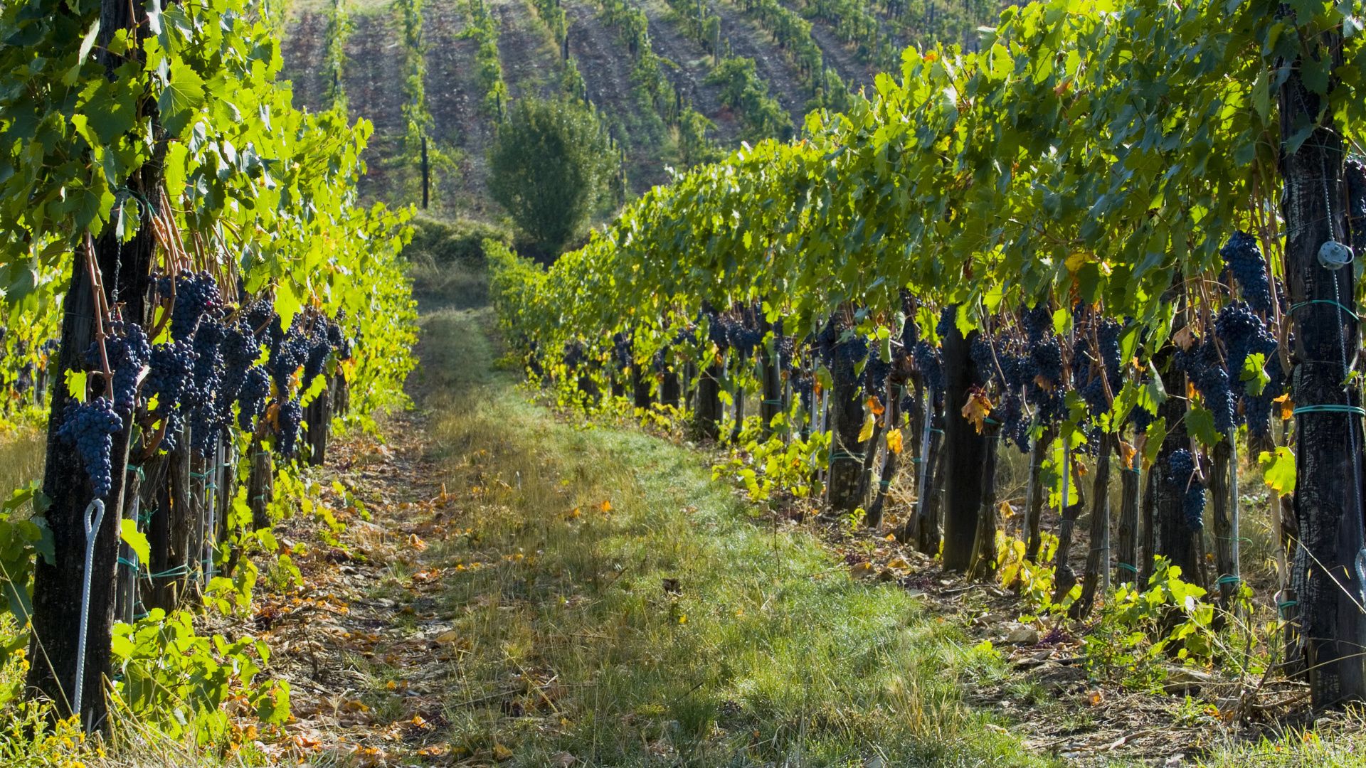 What Does the Parable of the Laborers in the Vineyard Teach