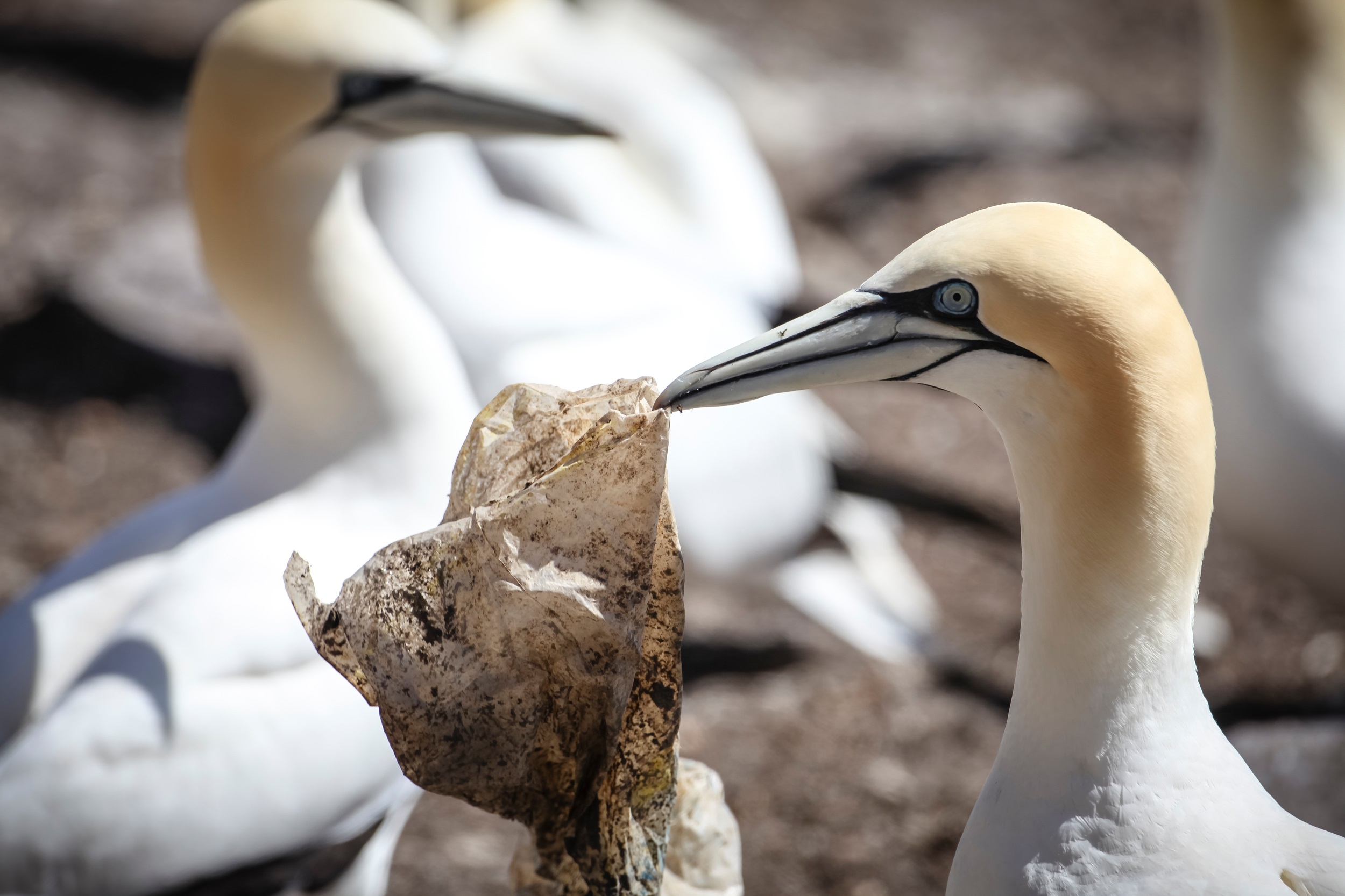 Charity highlights the hidden plastics in everyday products - TFN