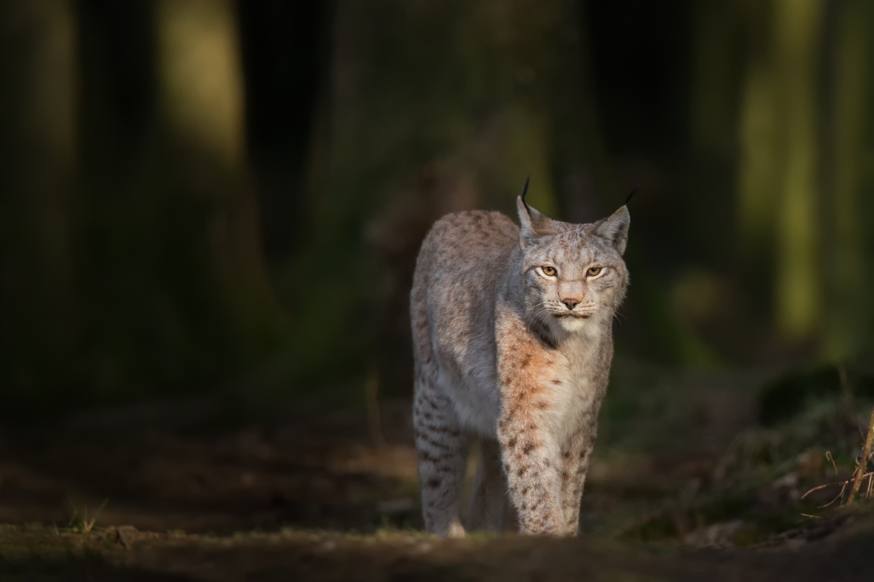 Lynx in Scotland: not now, but not never - TFN