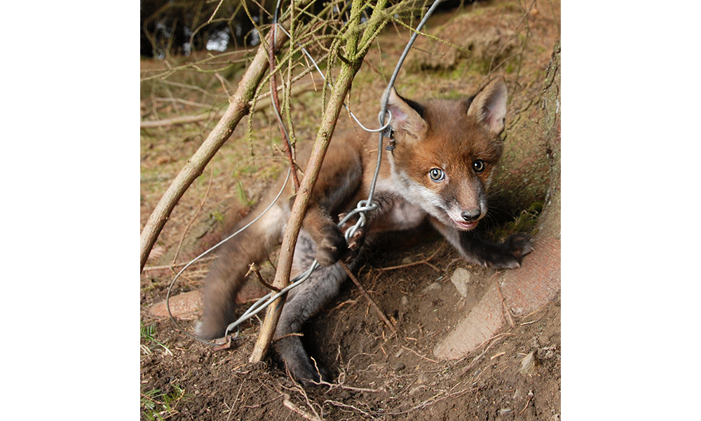 Think snares were already banned? Think again... - TFN