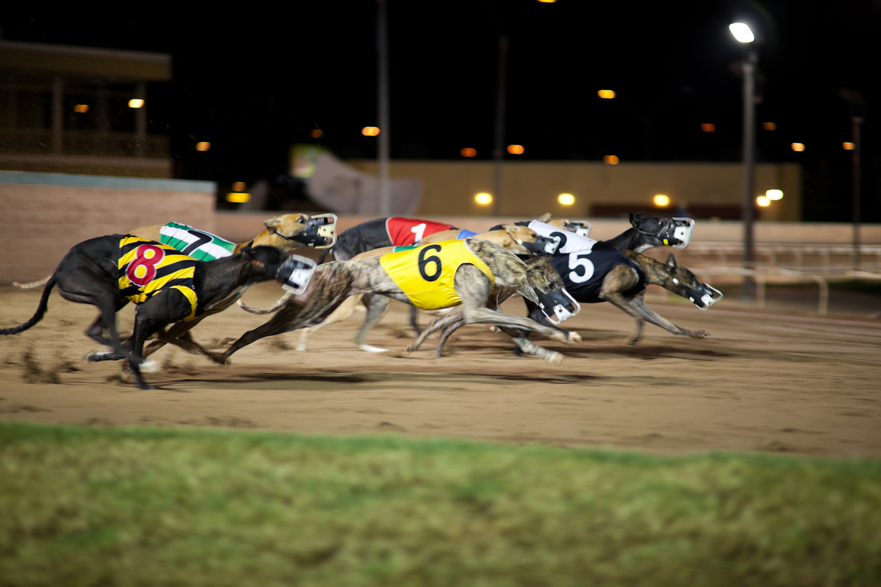 Animal charities hailed for call for end to greyhound racing - TFN
