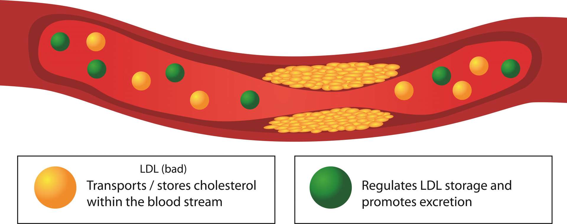 Top 5 Natural Supplements To Lower BAD Cholesterol In 2025 | Smarter ...
