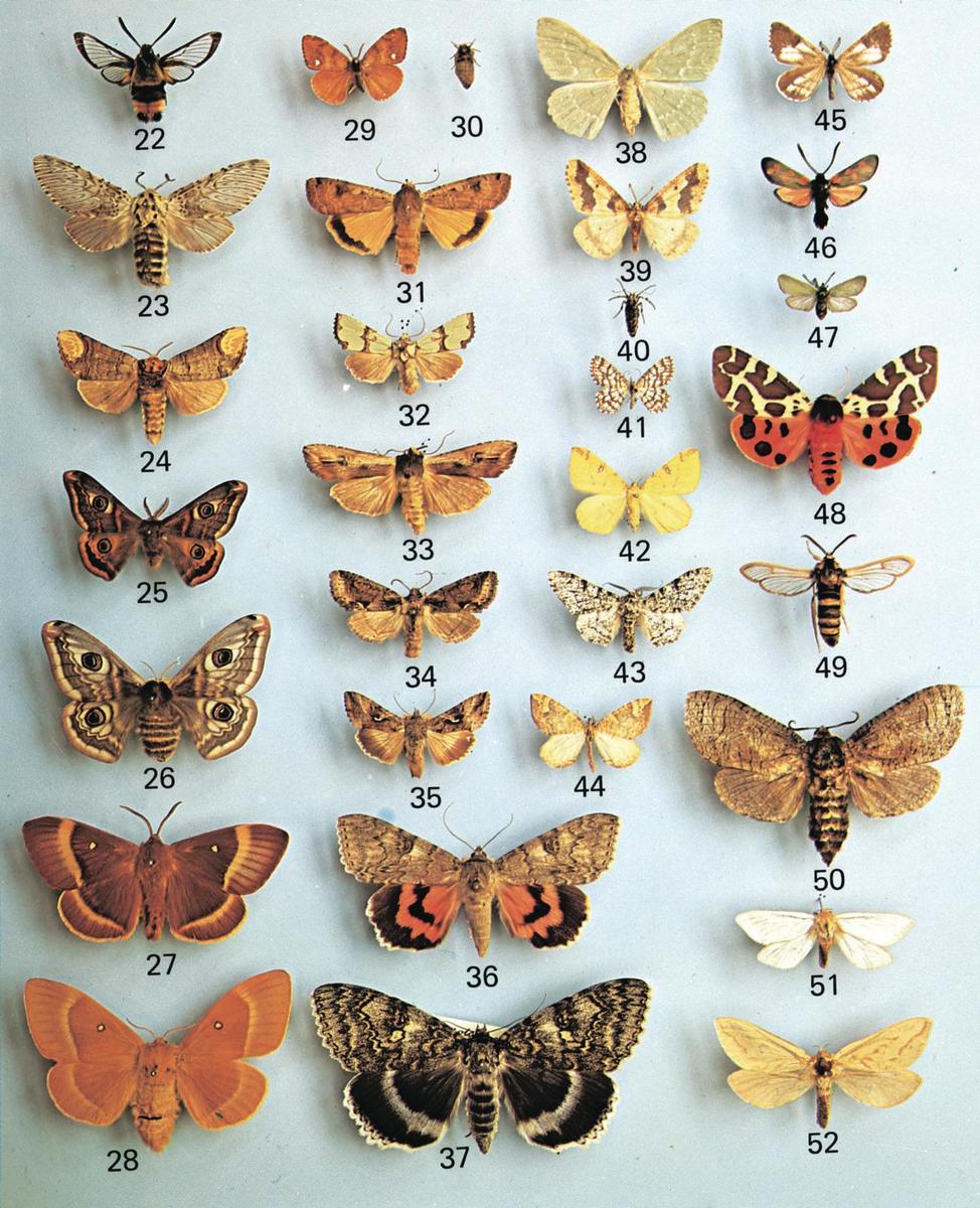 sommerfugler – Store norske leksikon