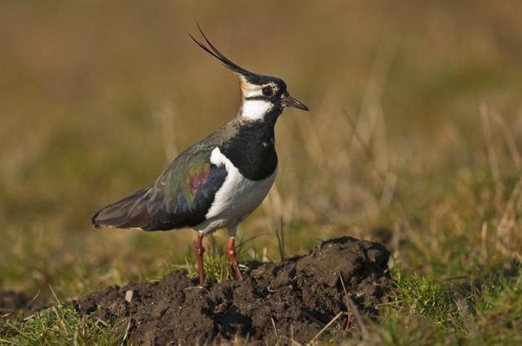 vipe – Store norske leksikon