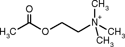 acetylkolin – Store medisinske leksikon