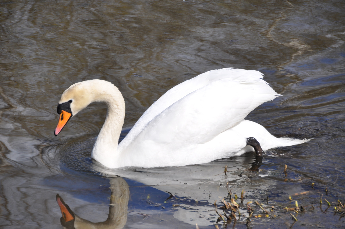 svaner – Store norske leksikon