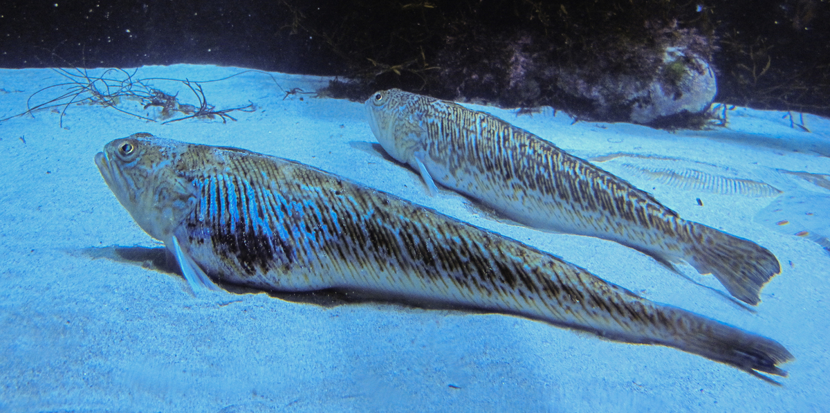 fjesing – Store norske leksikon