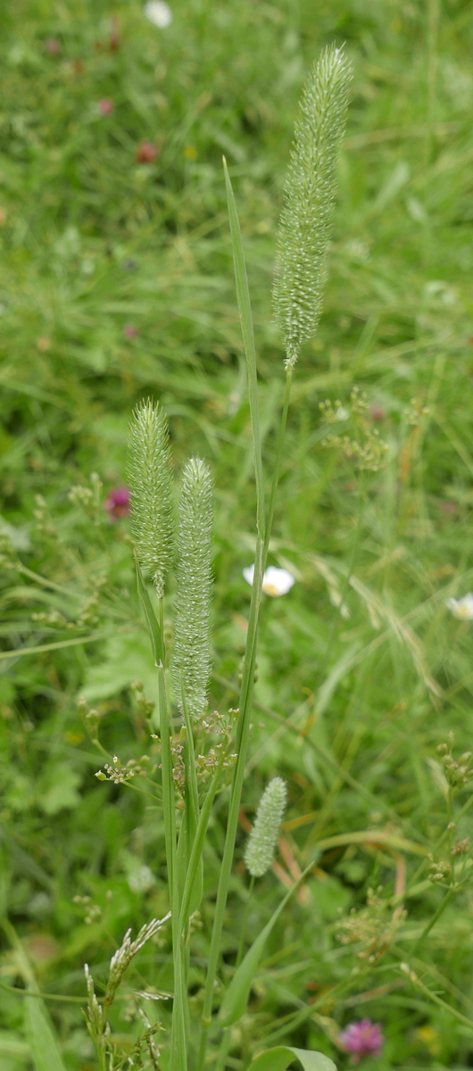 timotei – Store norske leksikon