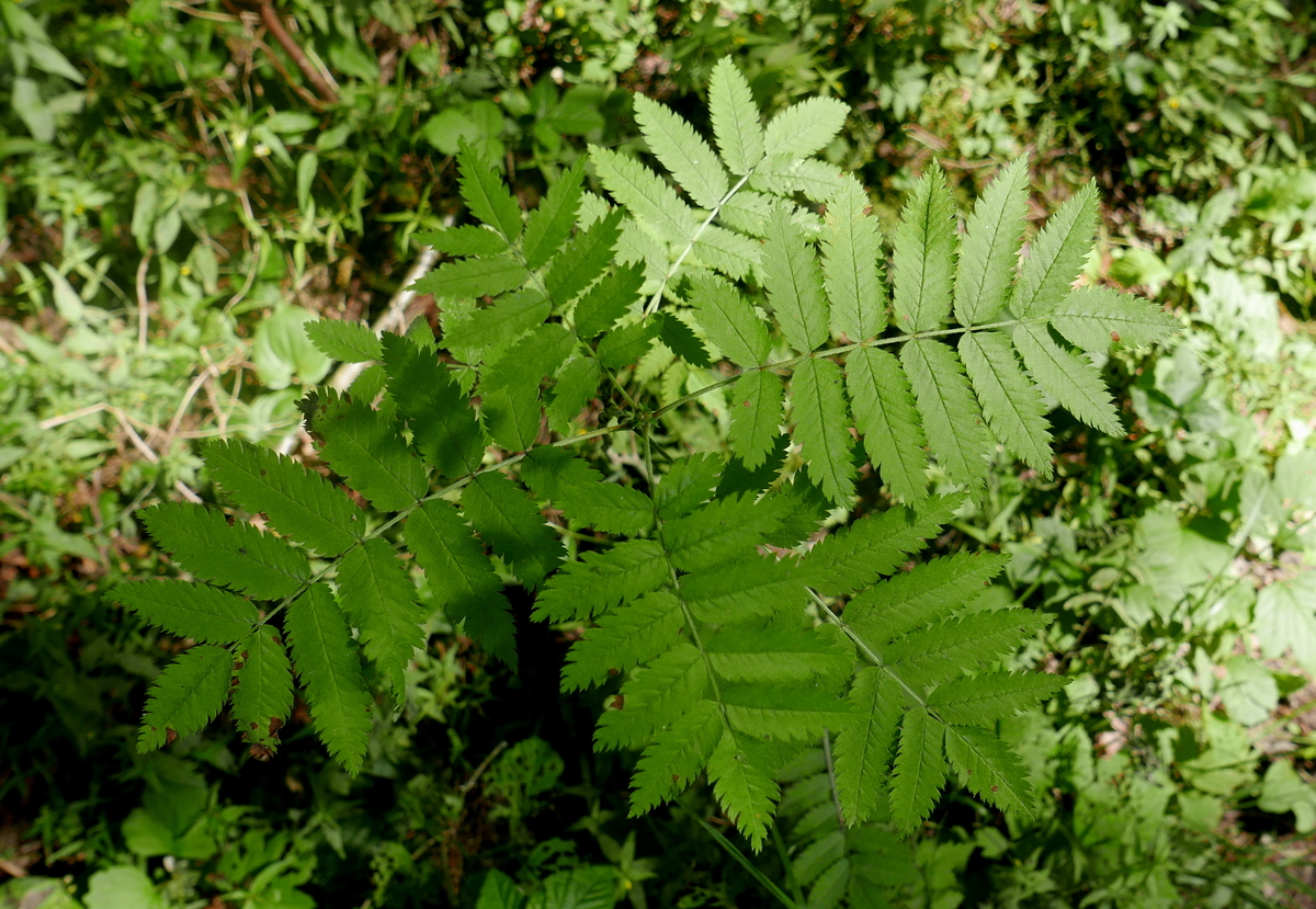 rogn – Store norske leksikon