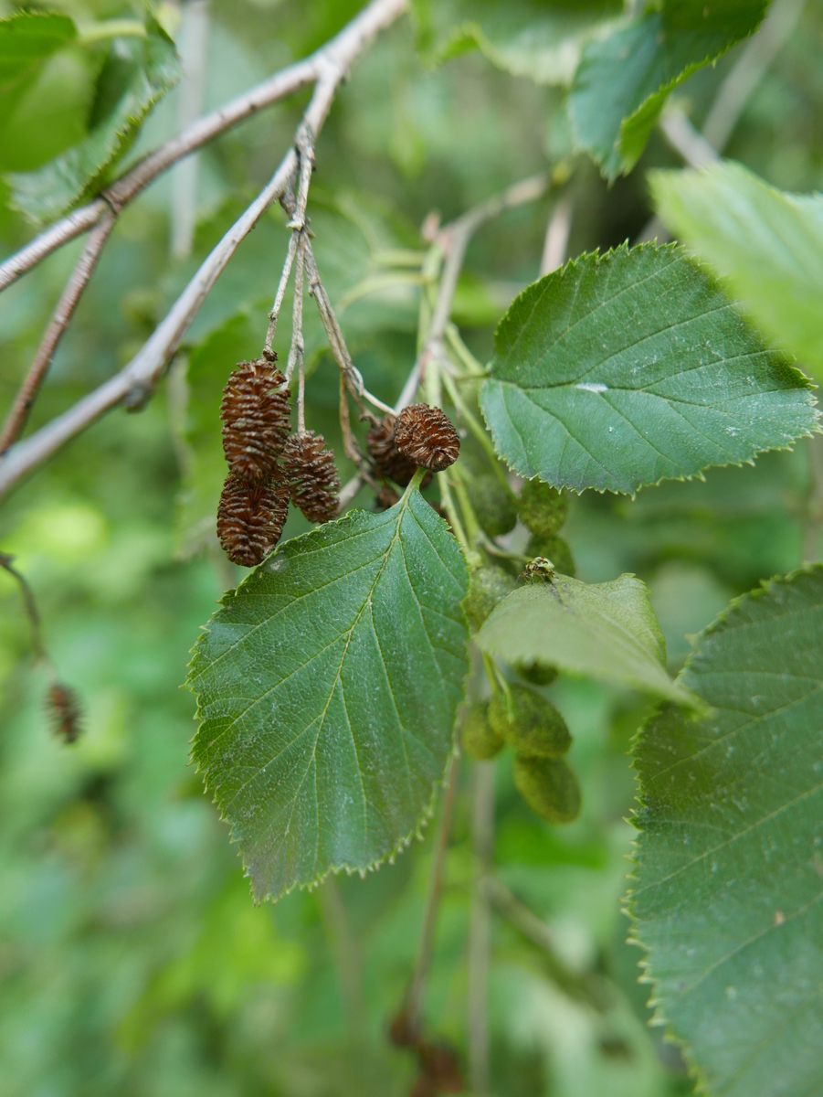 gråor – Store norske leksikon