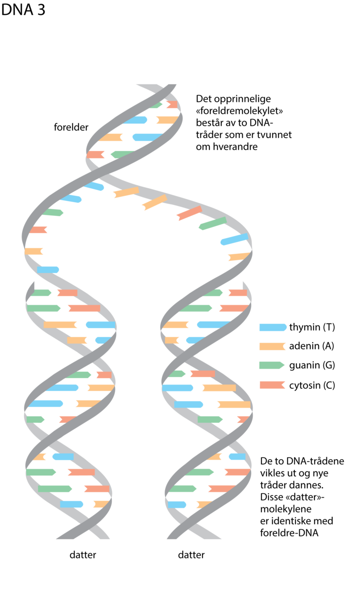 DNA – Store norske leksikon