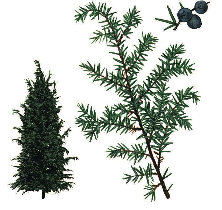 einer – Store norske leksikon