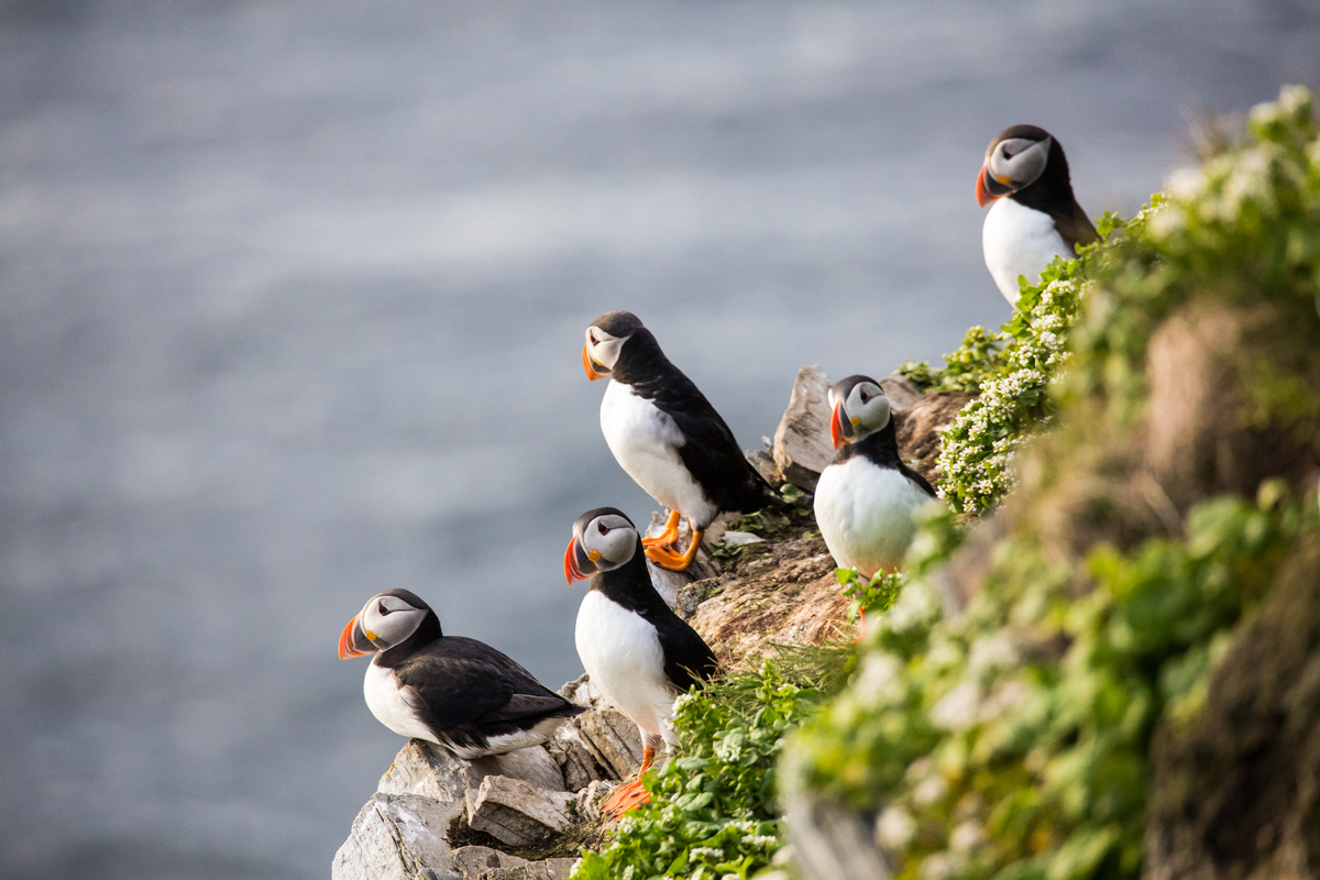 fugler i Norge – Store norske leksikon