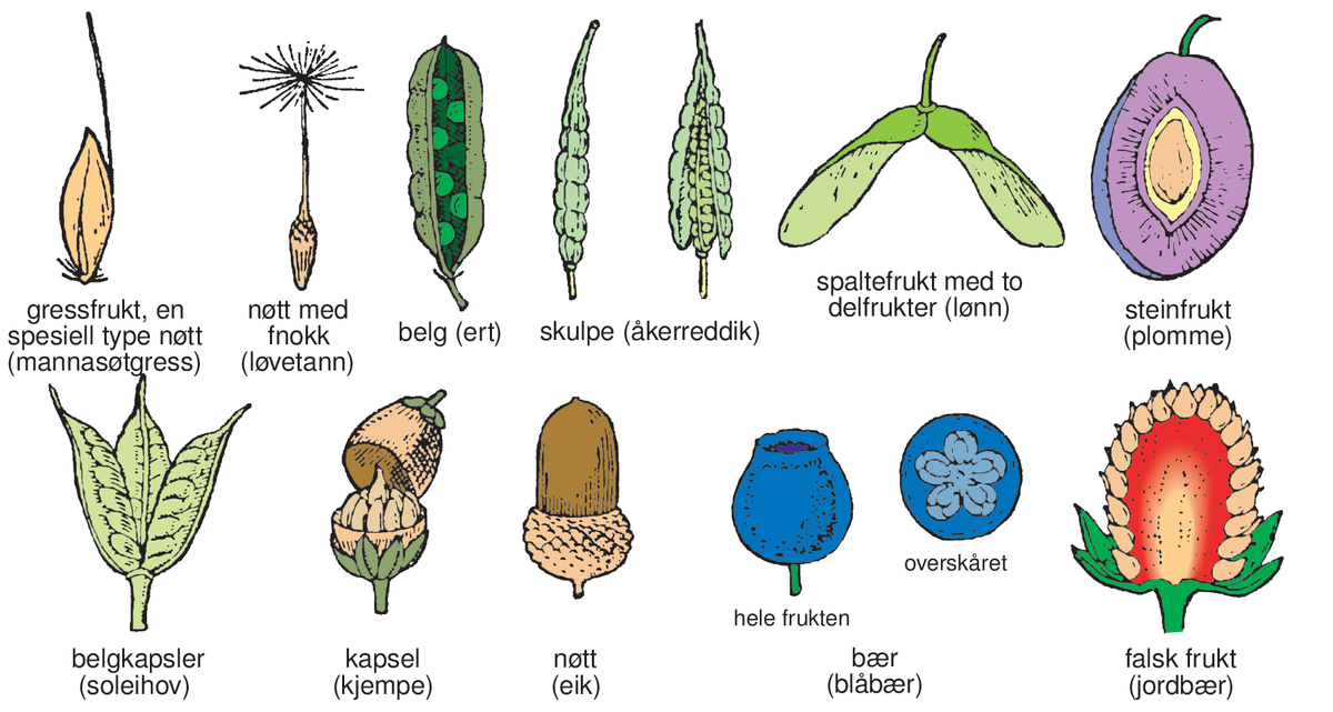 frukt – Store norske leksikon