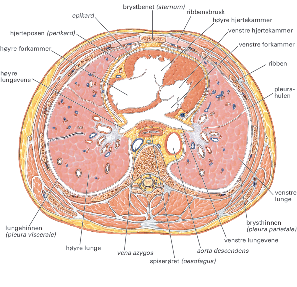 brystkassen – Store medisinske leksikon