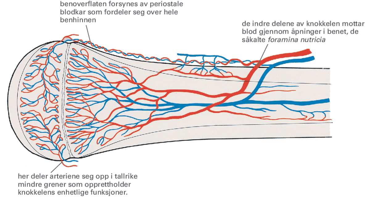 knoklene – Store medisinske leksikon