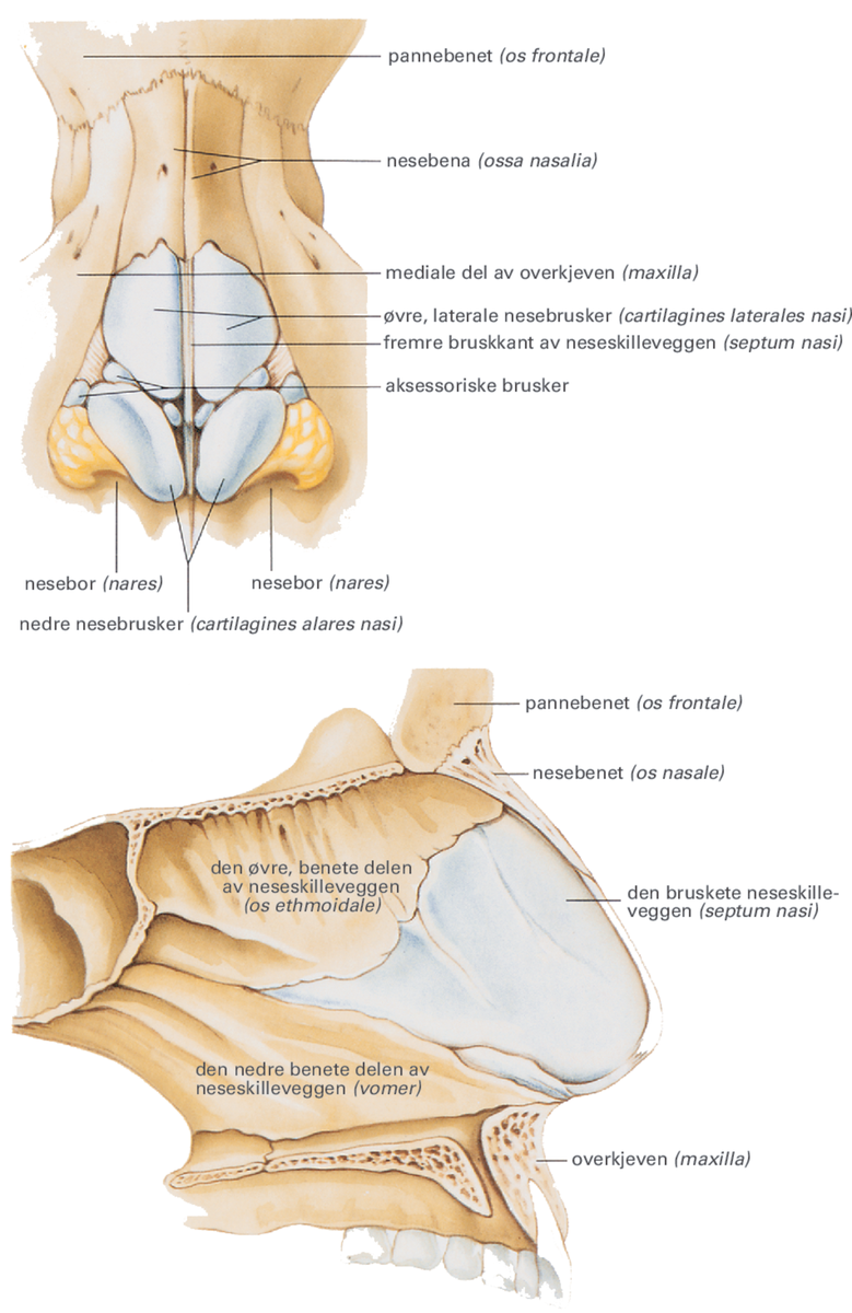 nesen – Store medisinske leksikon