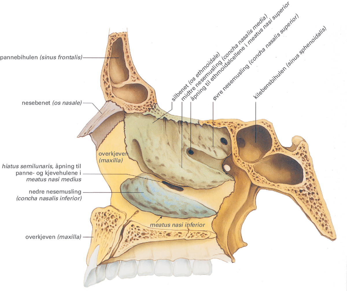 nesen – Store medisinske leksikon