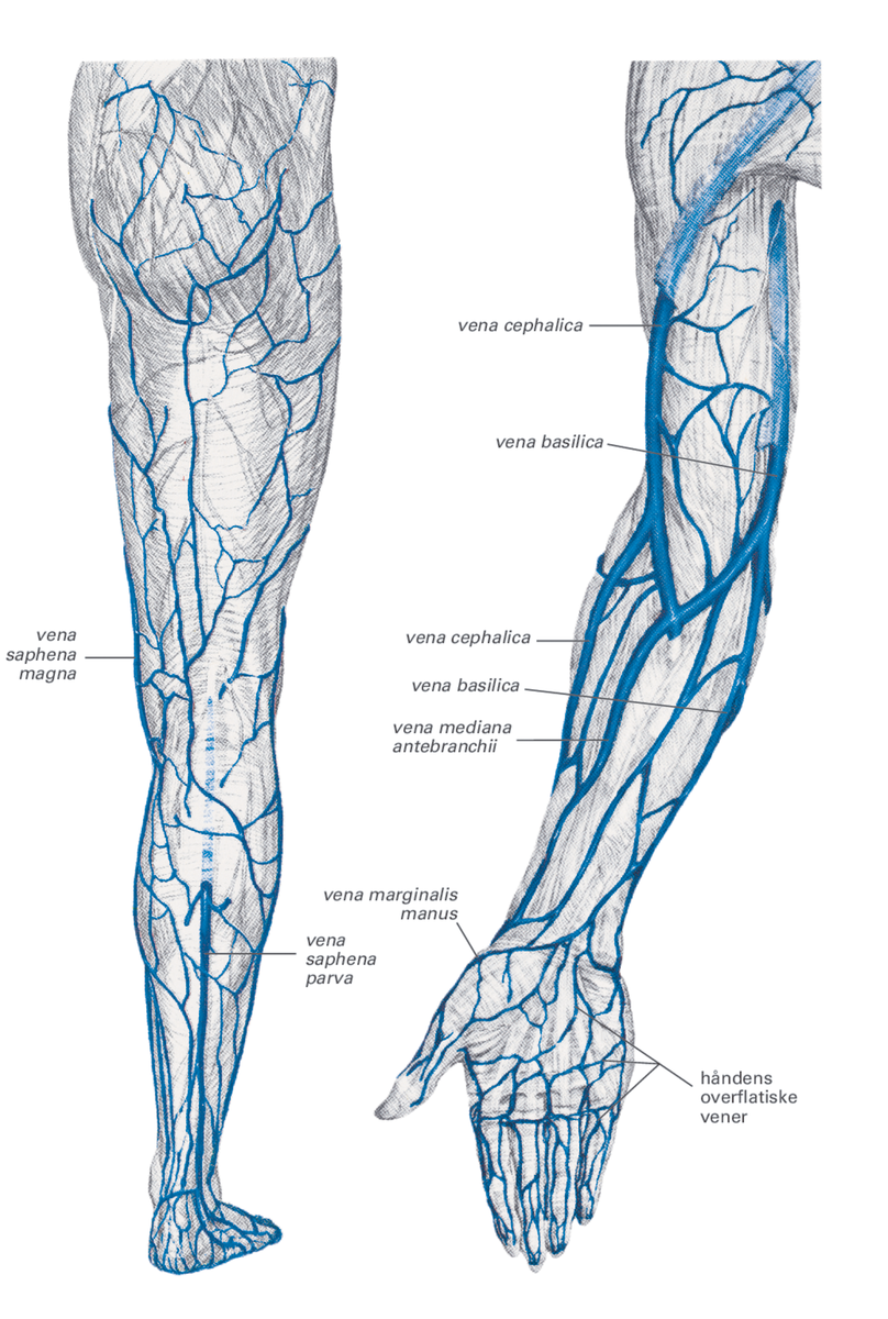 vener – Store medisinske leksikon