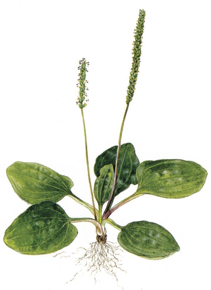 groblad – Store norske leksikon