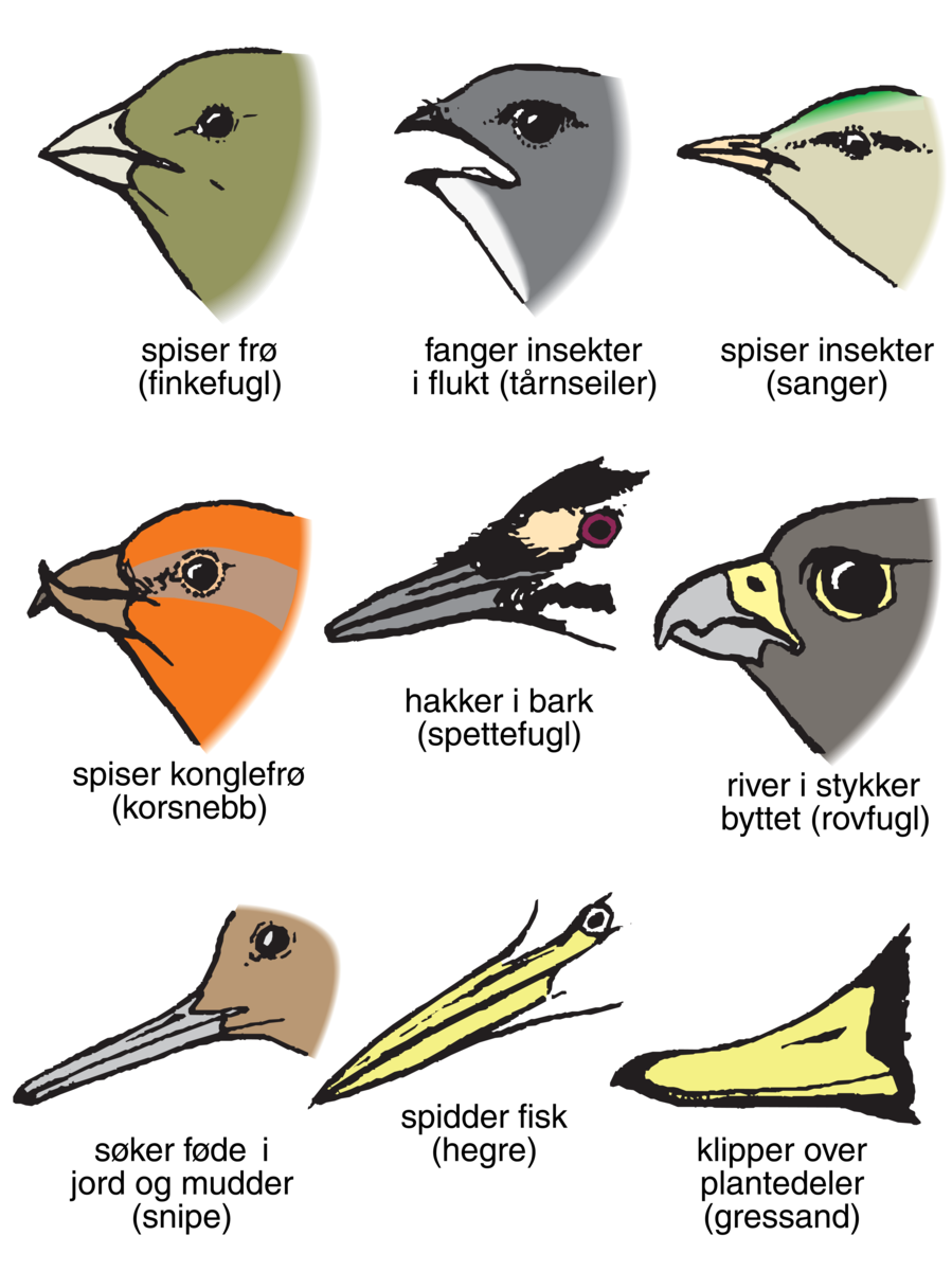 fugler – Store norske leksikon