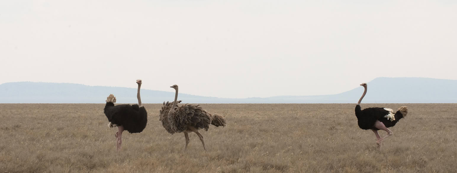 strutser – Store norske leksikon