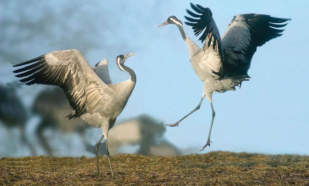 traner – Store norske leksikon