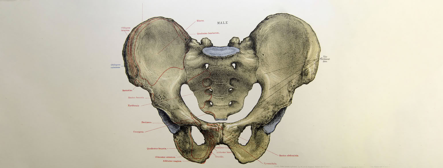 bekkenet – Store medisinske leksikon