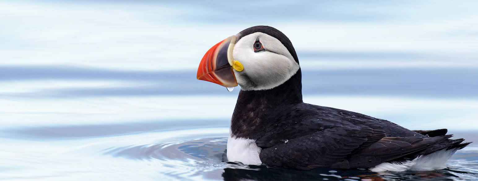 lunde – Store norske leksikon