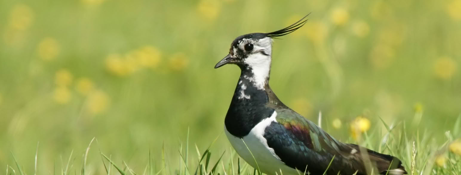 vipe – Store norske leksikon