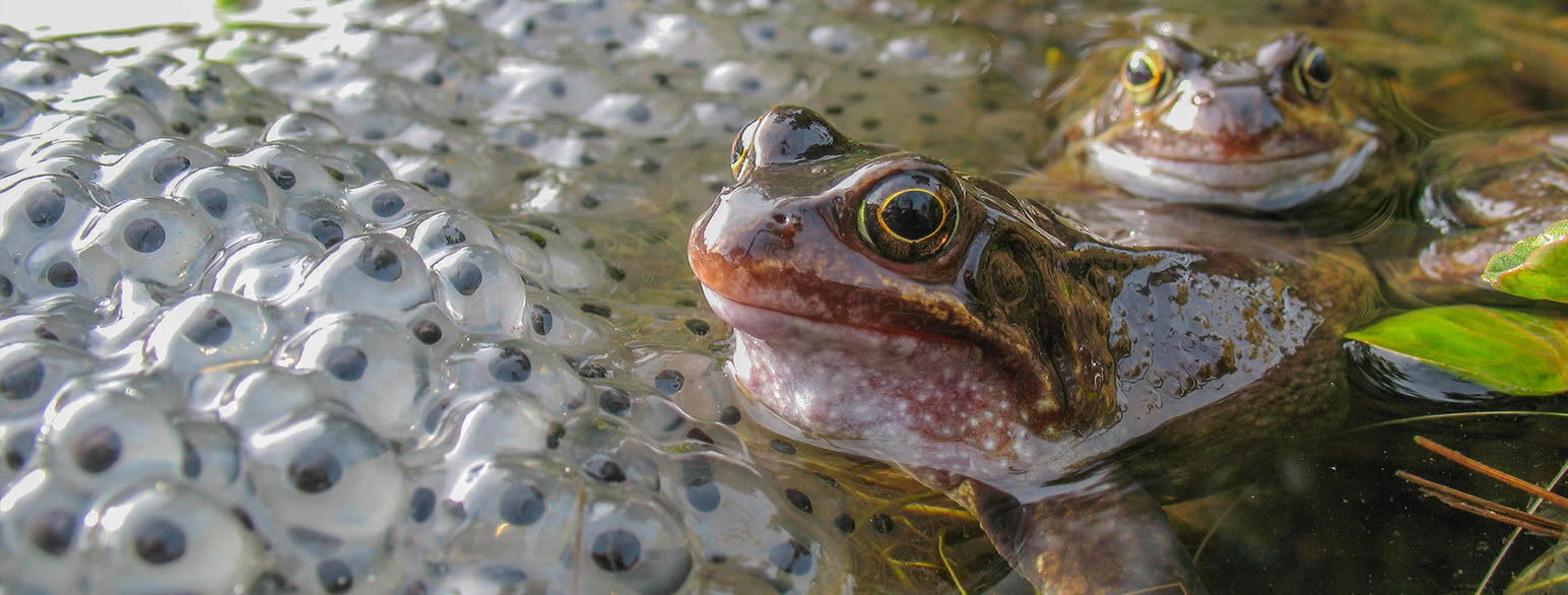 ekte frosker – Store norske leksikon