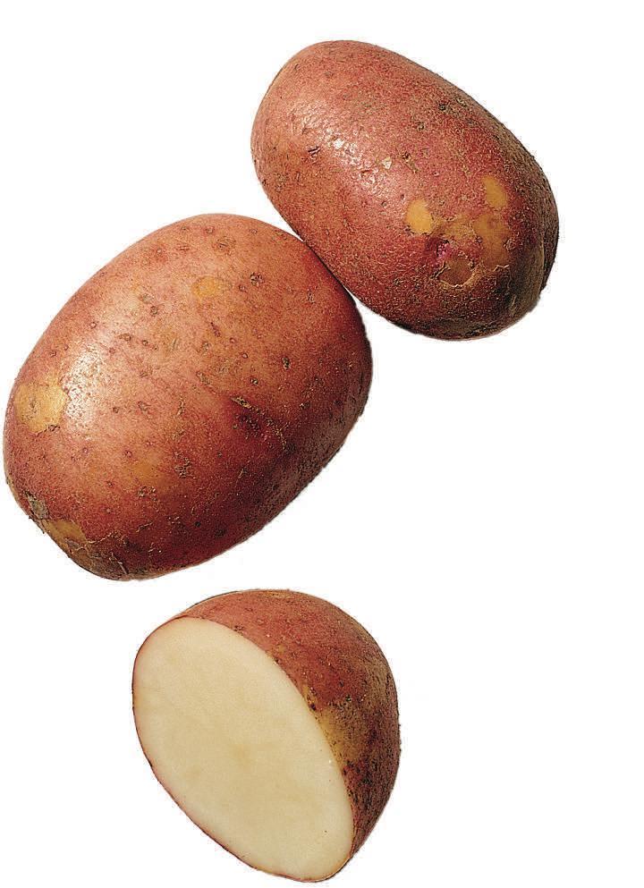 potet – Store norske leksikon