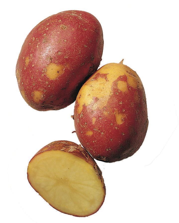 potet – Store norske leksikon