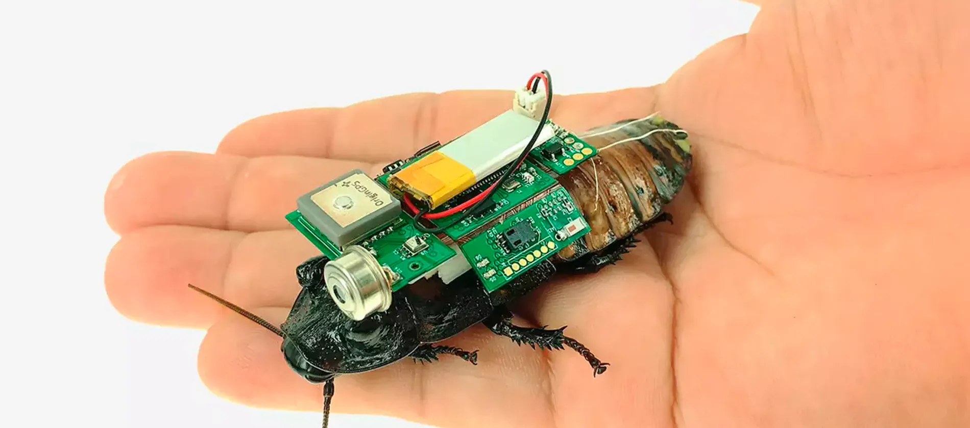 Cyborg cockroaches from Singapore