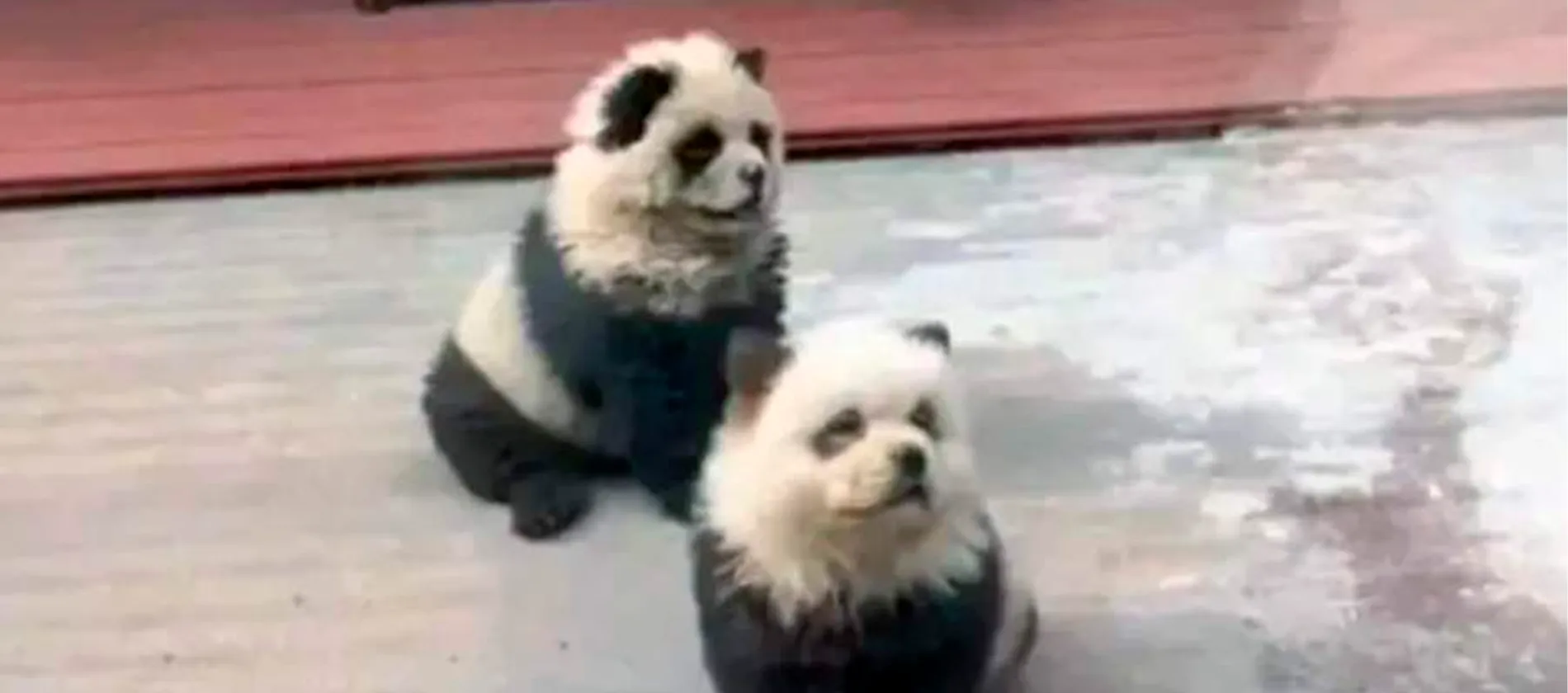 Chinese Zoo has painted dogs into pandas