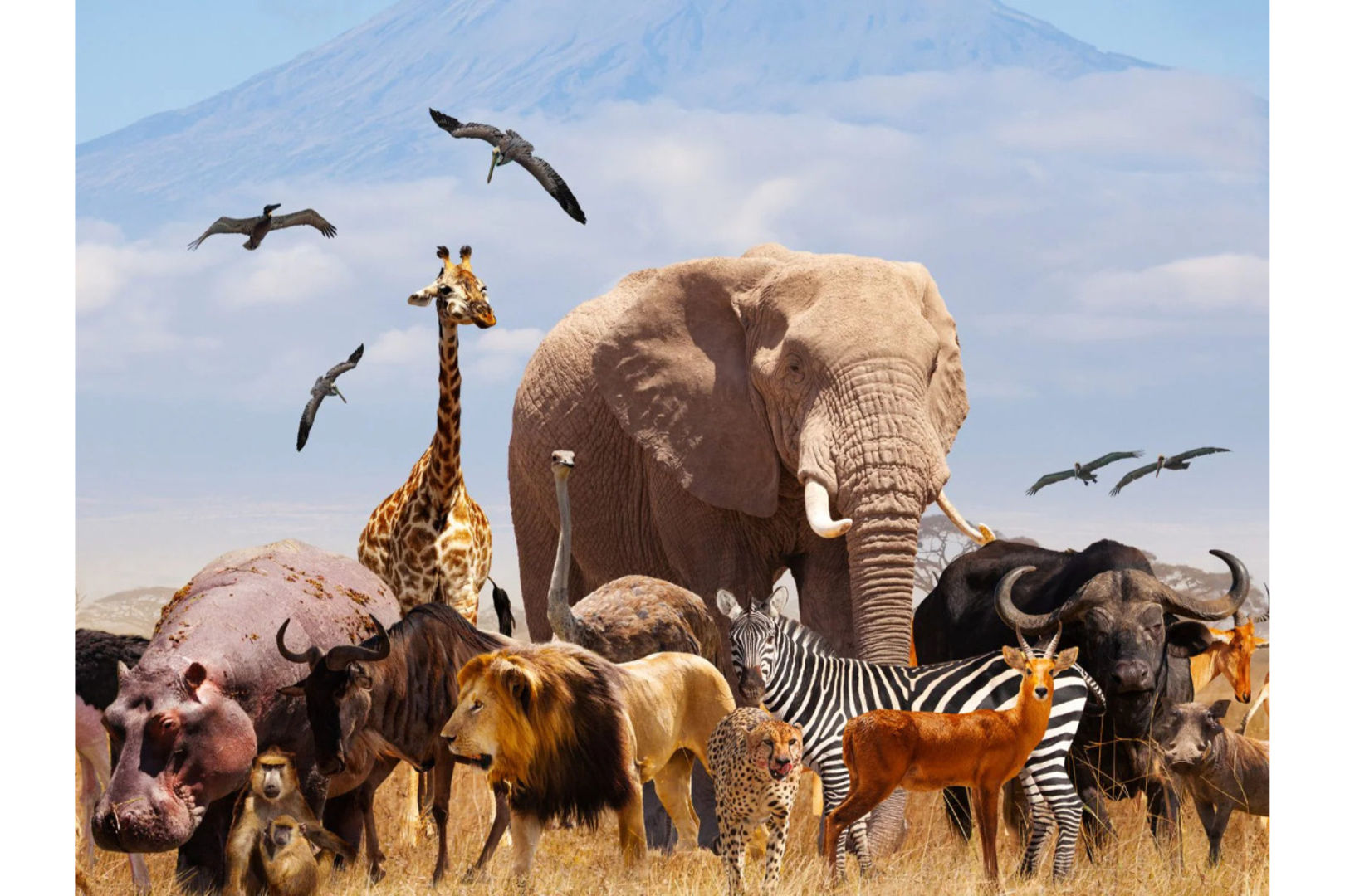 Wildlife conservation using geospatial technology | Spatialnode