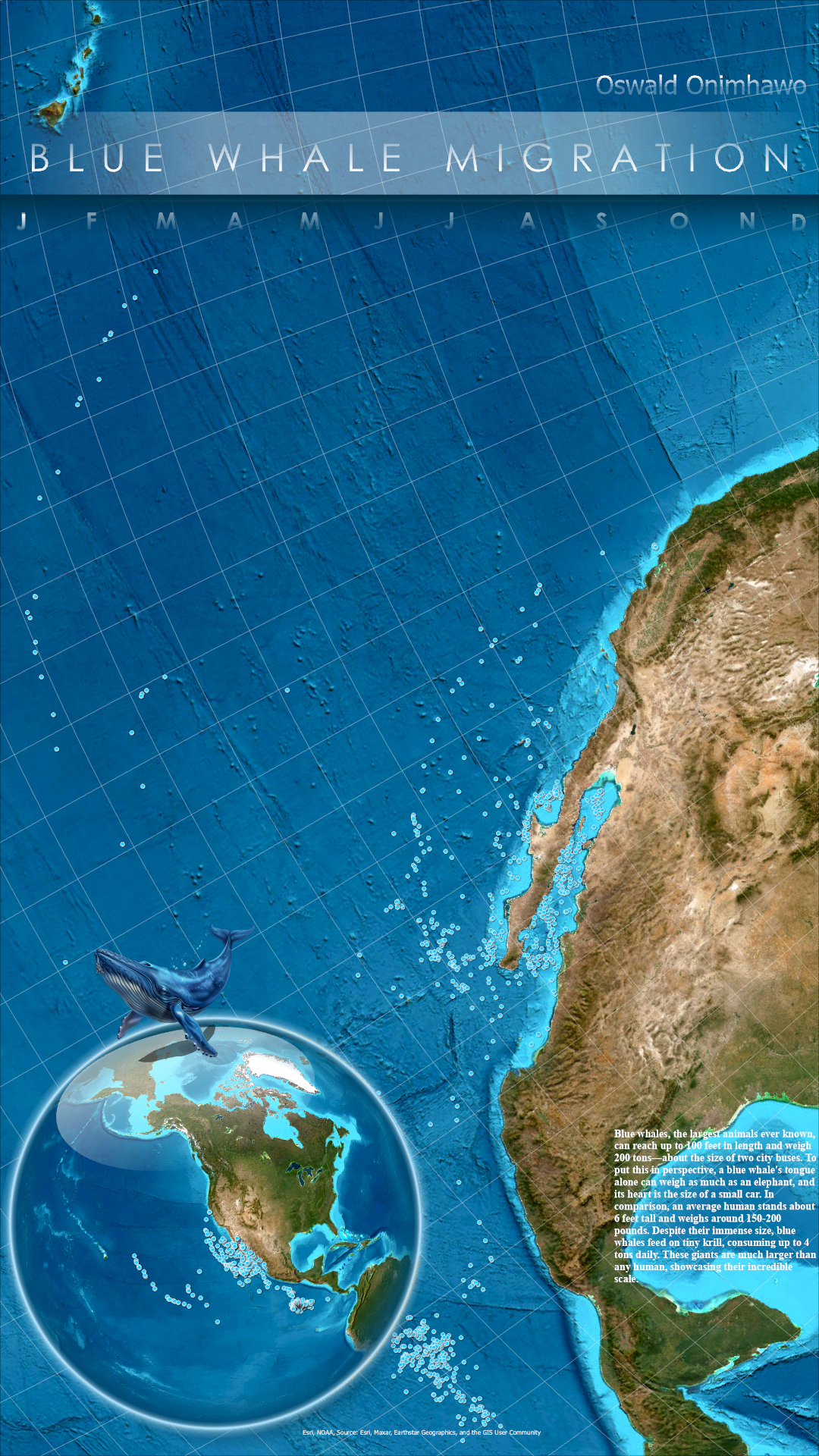 Blue Whale Migration Map | Spatialnode