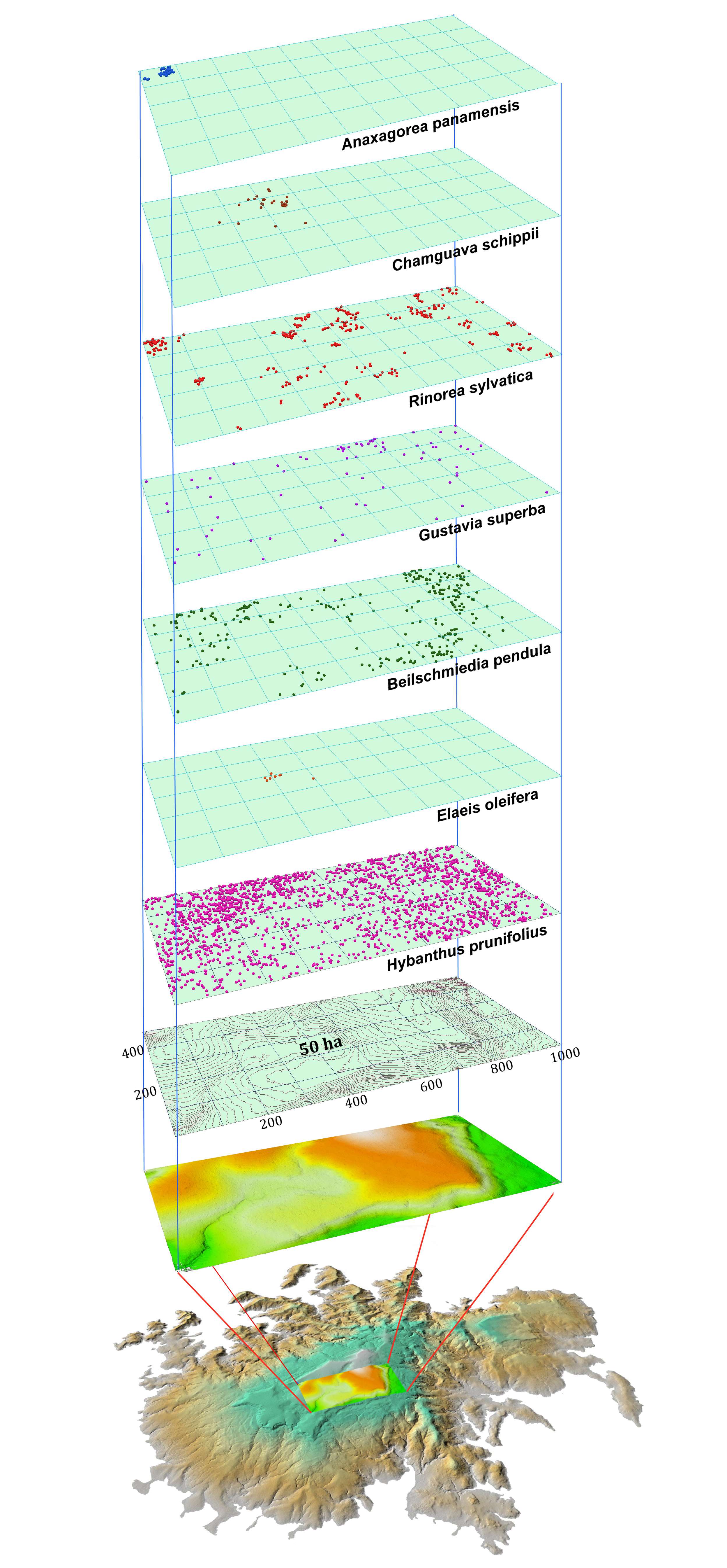 BCI 50ha Plot Tree Species Distribution | Spatialnode