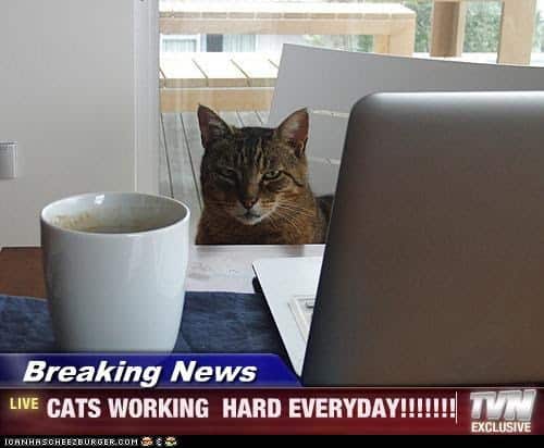 Silly Cat Work