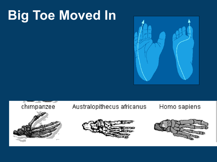 Human Evolution Part 1 - Presentious