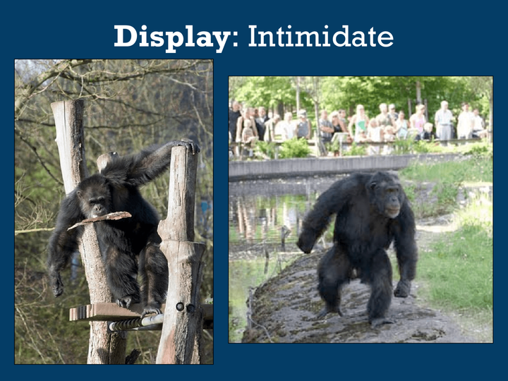 Human Evolution Part 1 - Presentious