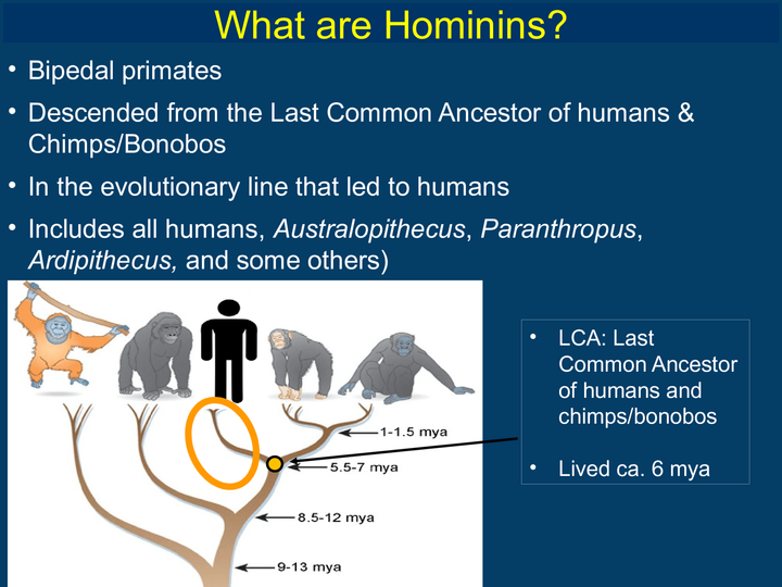 Human Evolution Part 1 - Presentious